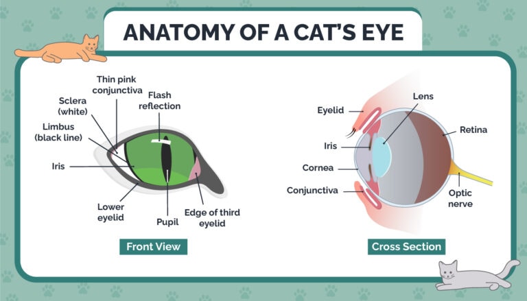 How Do Cat Eyes Work? Vet Reviewed Feline Physiology | Hepper