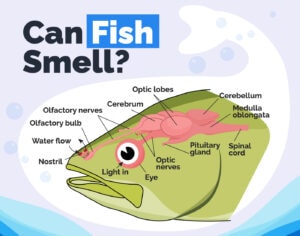 Can Fish Smell? Vet-Approved Facts & FAQ | Hepper