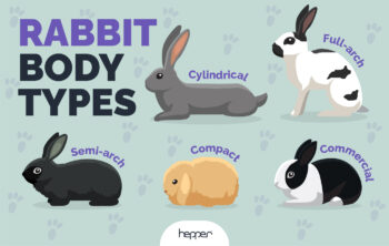 5 Rabbit Body Types: Vet-Approved Facts & FAQ (With Infographic) | Hepper