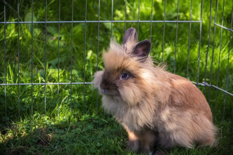 15 Brown Rabbit Breeds (With Info & Pictures) | Hepper