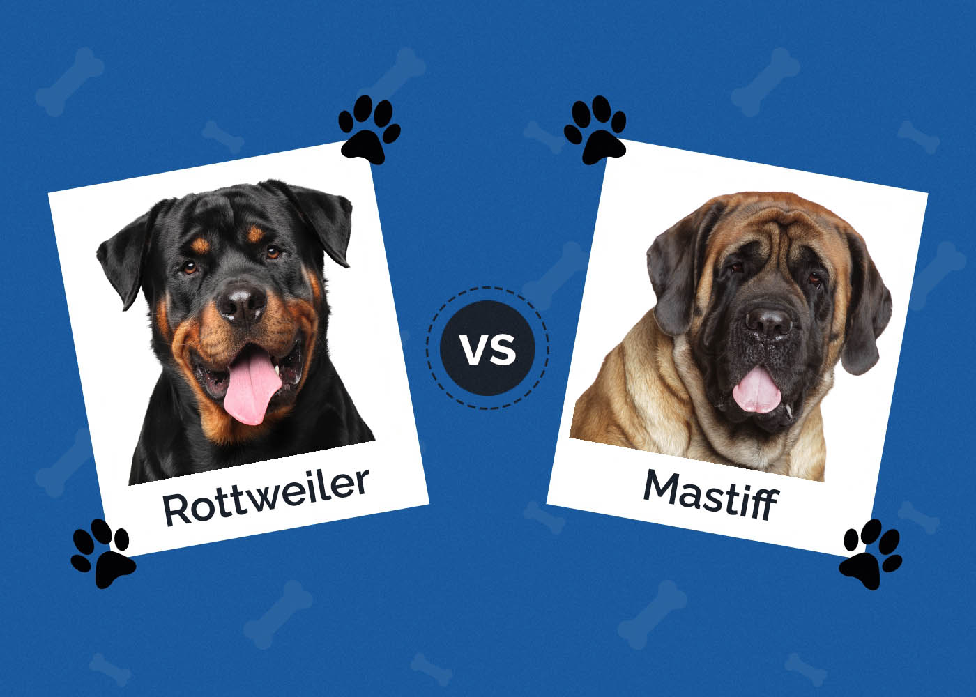 Are Rottweilers Mastiffs