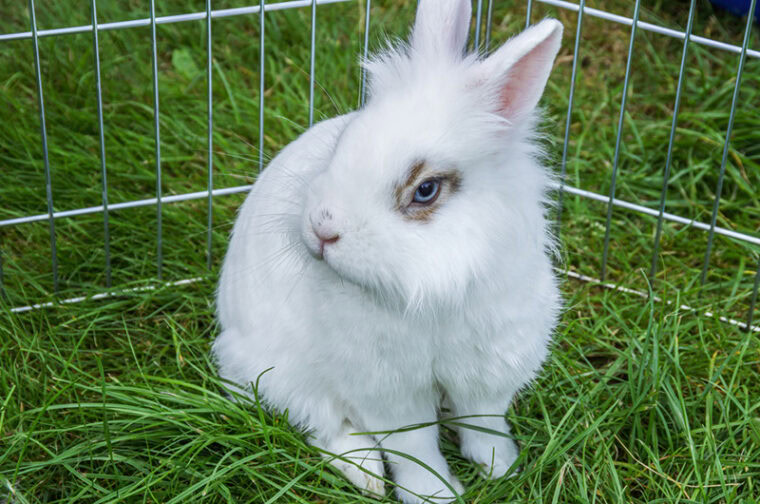 Lionhead Rabbit: Pictures, Care Guide, Lifespan & Traits | Hepper
