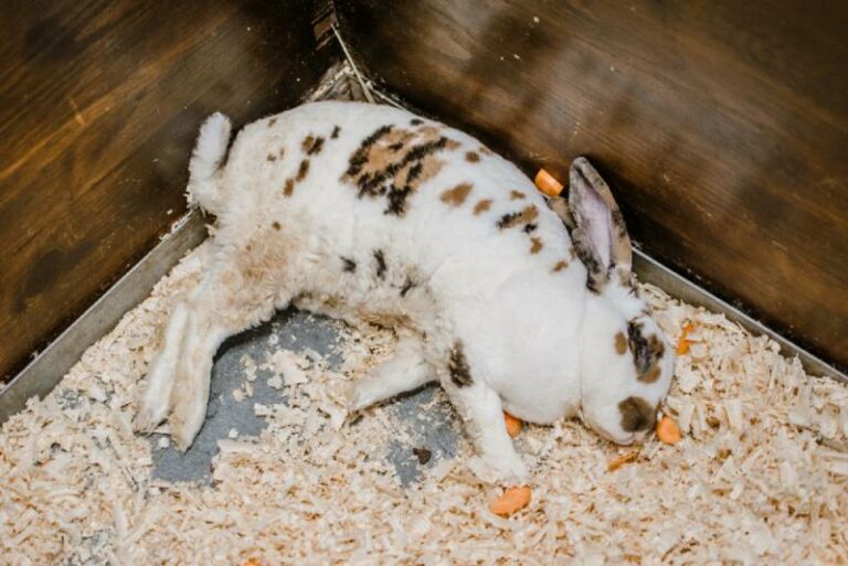 Why Is My Rabbit Shaking? 12 Vet-Approved Reasons & FAQs | Hepper