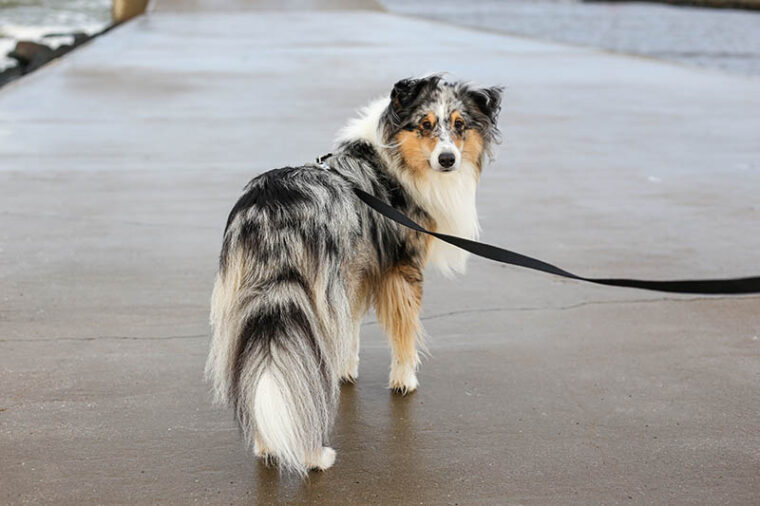 190 Beach Names For Dogs For A Sandy Pup Hepper 190 Beach Names For Dogs For A Sandy Pup Hepper