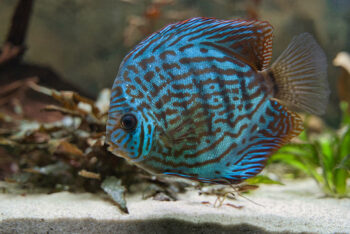 15 Types of Discus Fish: Beautiful Options for Your Tank (With Info ...