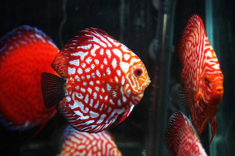 15 Types of Discus Fish: Beautiful Options for Your Tank (With Pictures) | Hepper