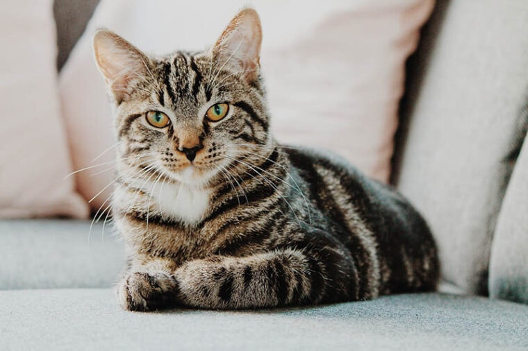 7 Surprising Facts About Tabby Cats: Vet-Reviewed Genetics, Traits ...
