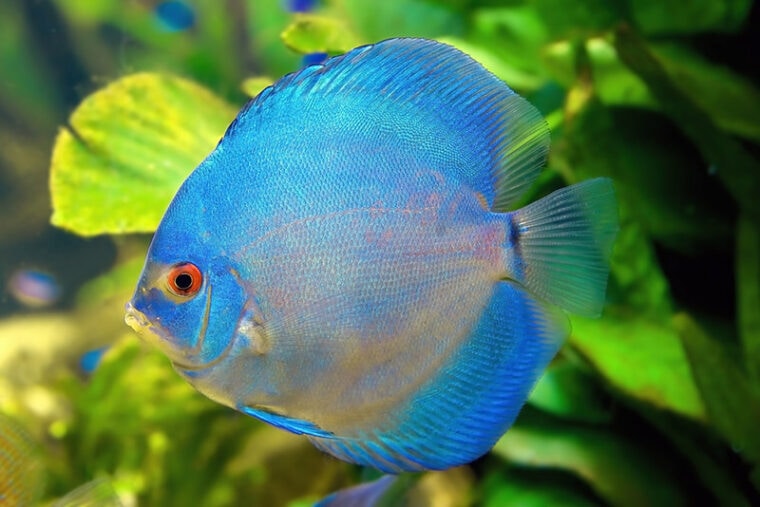 15 Types of Discus Fish: Beautiful Options for Your Tank (With Pictures ...