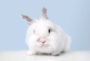 14 Long Haired Rabbit Breeds (With Info & Pictures) | Hepper
