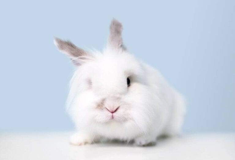 14 Long Haired Rabbit Breeds (With Info & Pictures) | Hepper