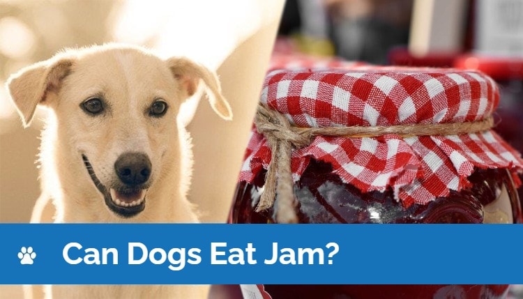 Can Dogs Have Strawberry Jam