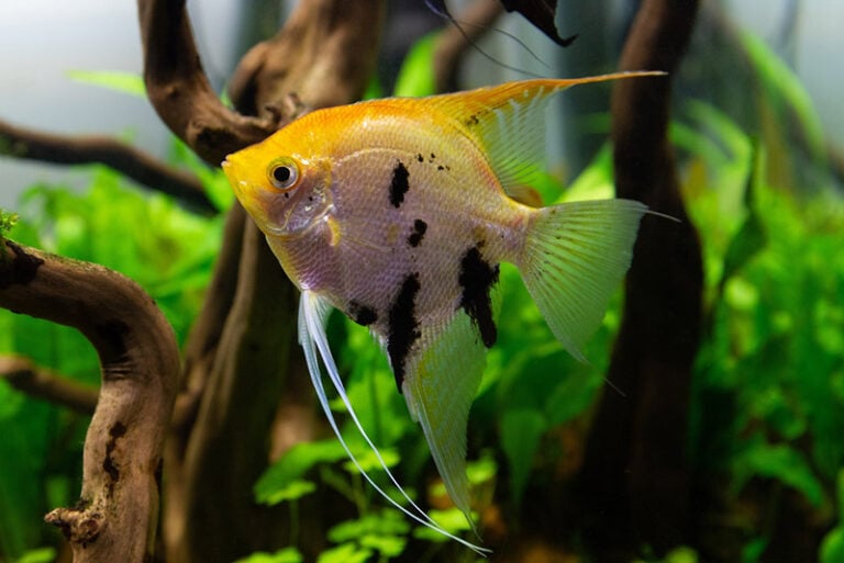 Koi Angelfish: Care Guide, Types, Lifespan, Pictures & More | Hepper