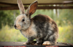 11 Exotic and Rare Rabbit Breeds (With Info & Pictures) | Hepper
