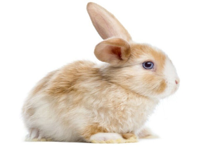 24 Small Rabbit Breeds (With Info & Pictures) | Hepper