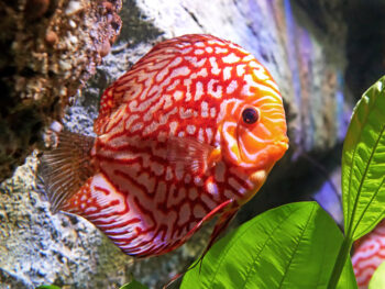 15 Types of Discus Fish: Beautiful Options for Your Tank (With Info ...