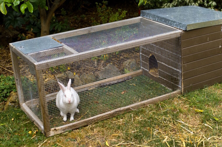 7 Beautiful DIY Rabbit Hutches You Can Make Today (With Pictures) | Hepper