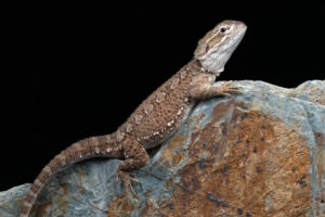 20 Incredible & Fun Bearded Dragon Facts | Hepper