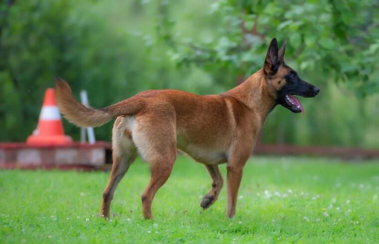 12 Belgian Malinois Colors & Patterns (With Pictures) | Hepper
