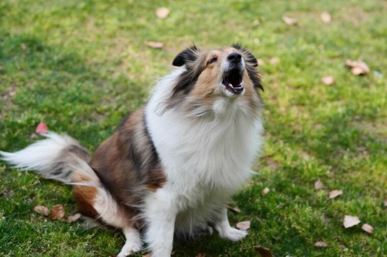 How Long Can A Dog Bark Legally In The US Legality Ethics FAQ Hepper how-long-can-a-dog-bark-legally-in-the-us-legality-ethics-faq-hepper