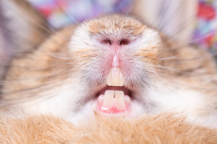 14 Interesting Vet-Reviewed Facts About Rabbit Teeth | Hepper