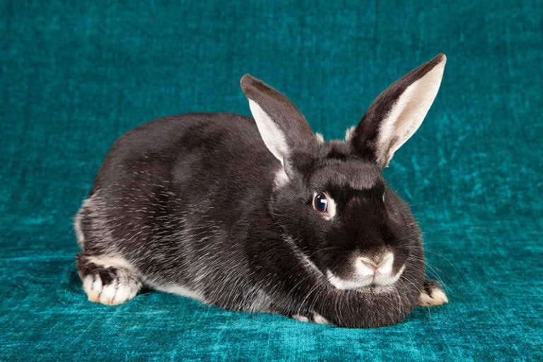Silver Fox Rabbit: Info, Care, Diet, Pictures & More | Hepper