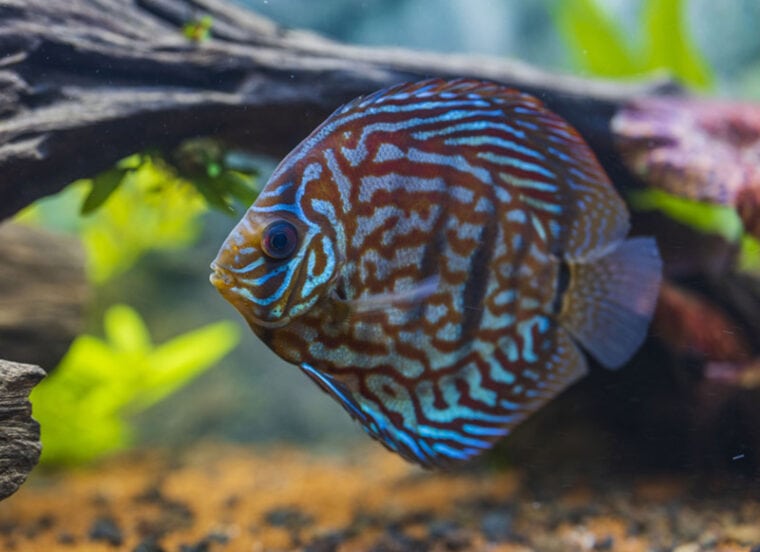 15 Types of Discus Fish: Beautiful Options for Your Tank (With Pictures ...