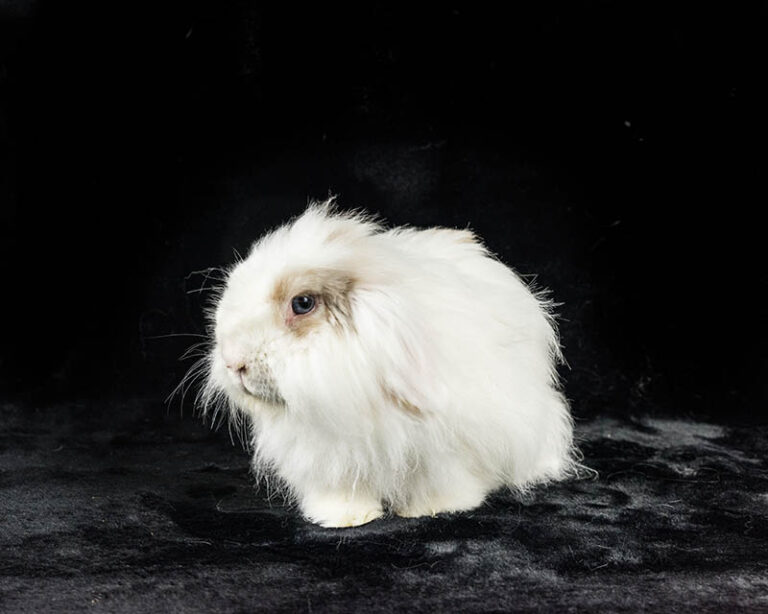 14 Long Haired Rabbit Breeds (With Info & Pictures) | Hepper