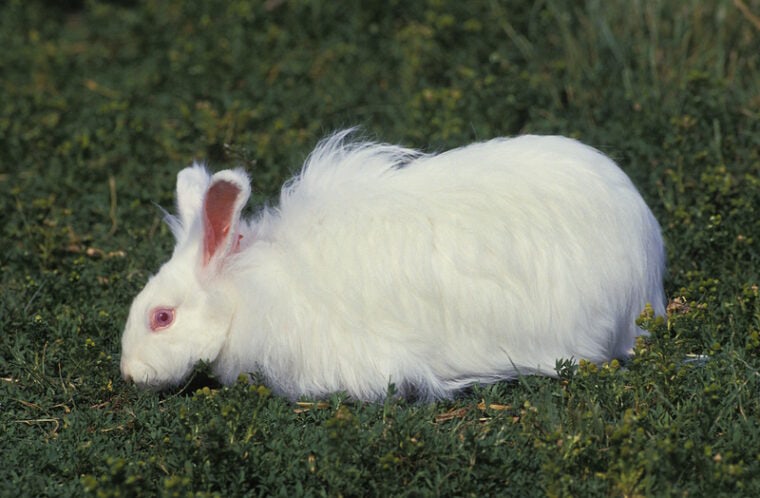 Angora Rabbit: Pictures, Care Guide, Lifespan & Traits | Hepper