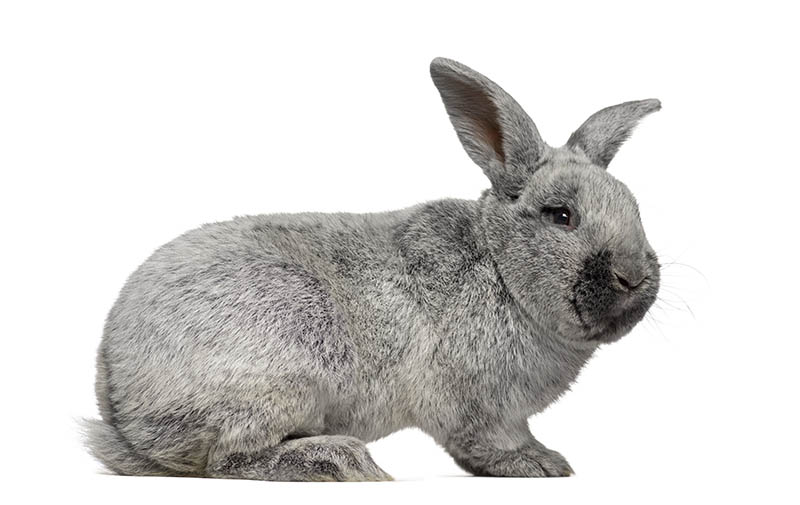 Argente Brun Rabbit: Pictures, Care Guide, Lifespan & Traits | Hepper
