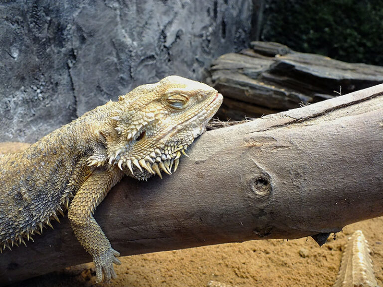 German Giant Bearded Dragon: Size, Pictures, Habitat & Care Guide | Hepper