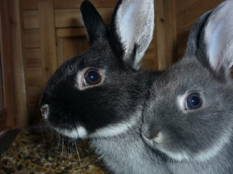 Silver Fox Rabbit: Info, Care, Diet, Pictures & More | Hepper