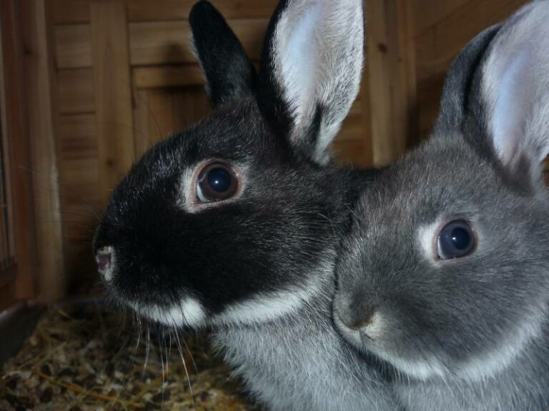 Silver Fox Rabbit: Info, Care, Diet, Pictures & More | Hepper