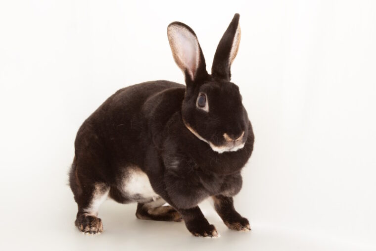 Black Otter Rex Rabbit: Info, Care, Diet, Pictures & More | Hepper