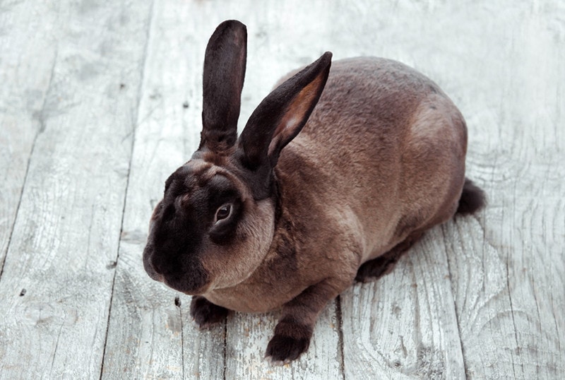 Castor Rex Rabbit