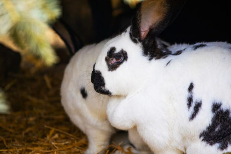 Checkered Giant Rabbit: Facts, Care, Diet, Pictures & More | Hepper