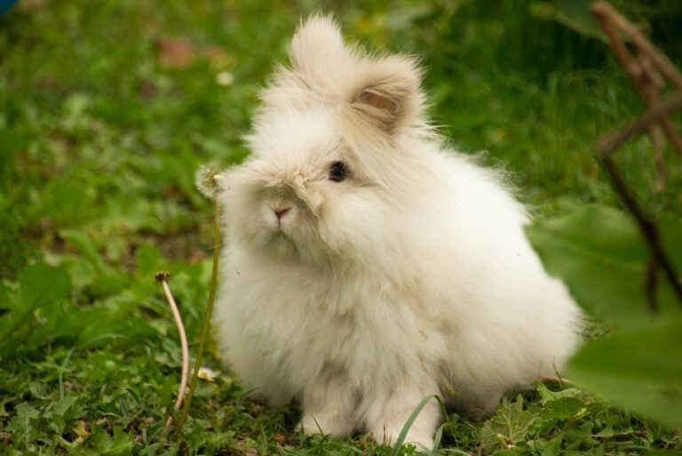 12 Types of Dwarf Rabbits (With Info & Pictures) | Hepper