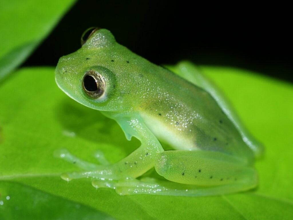 12 Glass Frog Facts With Pictures Hepper