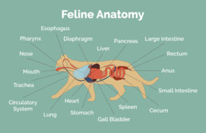 Cat Anatomy Basics: 9 Essential Feline Body Parts | Hepper