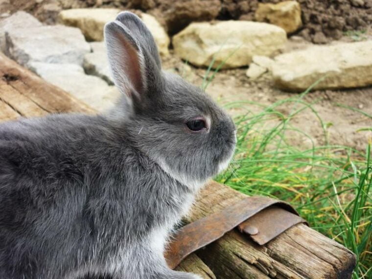 Silver Fox Rabbit: Info, Care, Diet, Pictures & More | Hepper