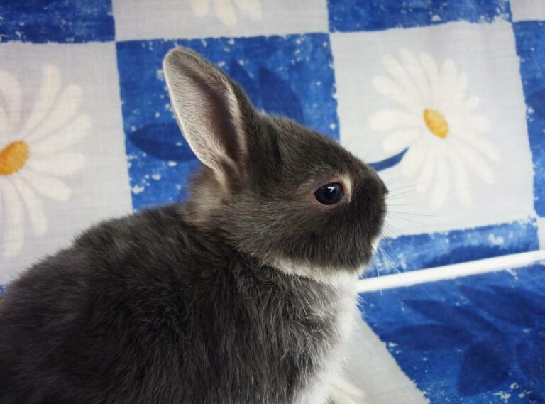 Silver Fox Rabbit: Info, Care, Diet, Pictures & More | Hepper