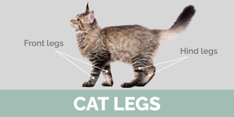 Cat Anatomy Basics: 9 Essential Feline Body Parts | Hepper
