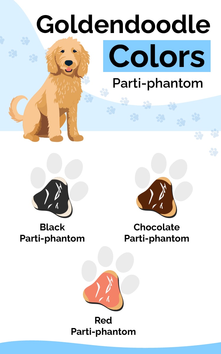 Chocolate Parti Goldendoodle