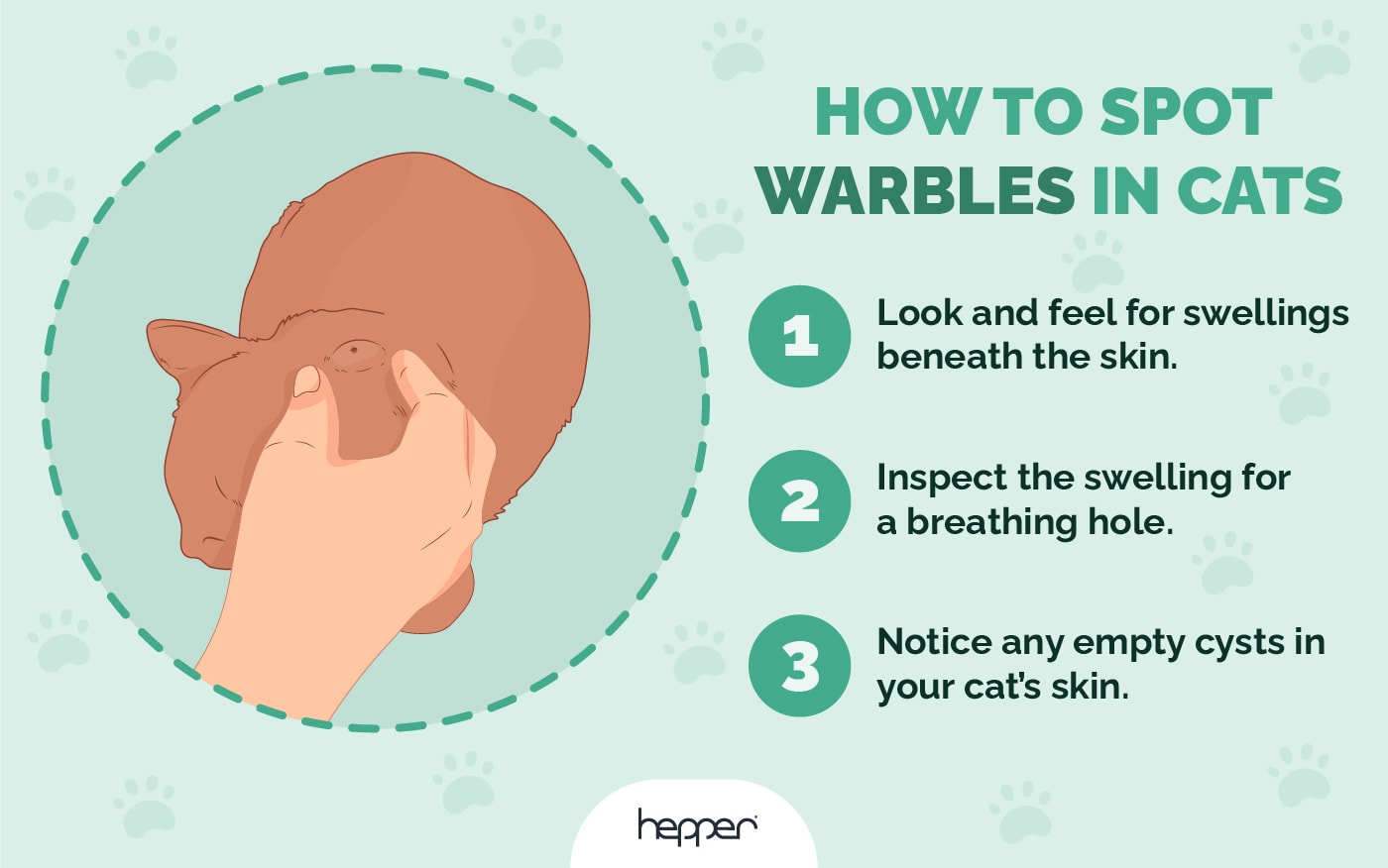 Botflies in Cats: Vet-Reviewed Causes, Signs & Treatment | Hepper