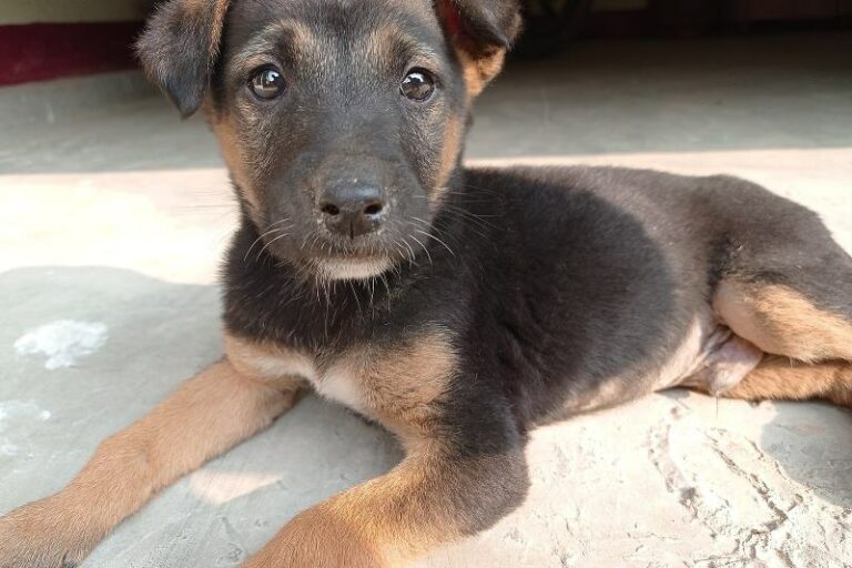 Indian Pariah Dog: Info, Pictures, Facts & Traits | Hepper