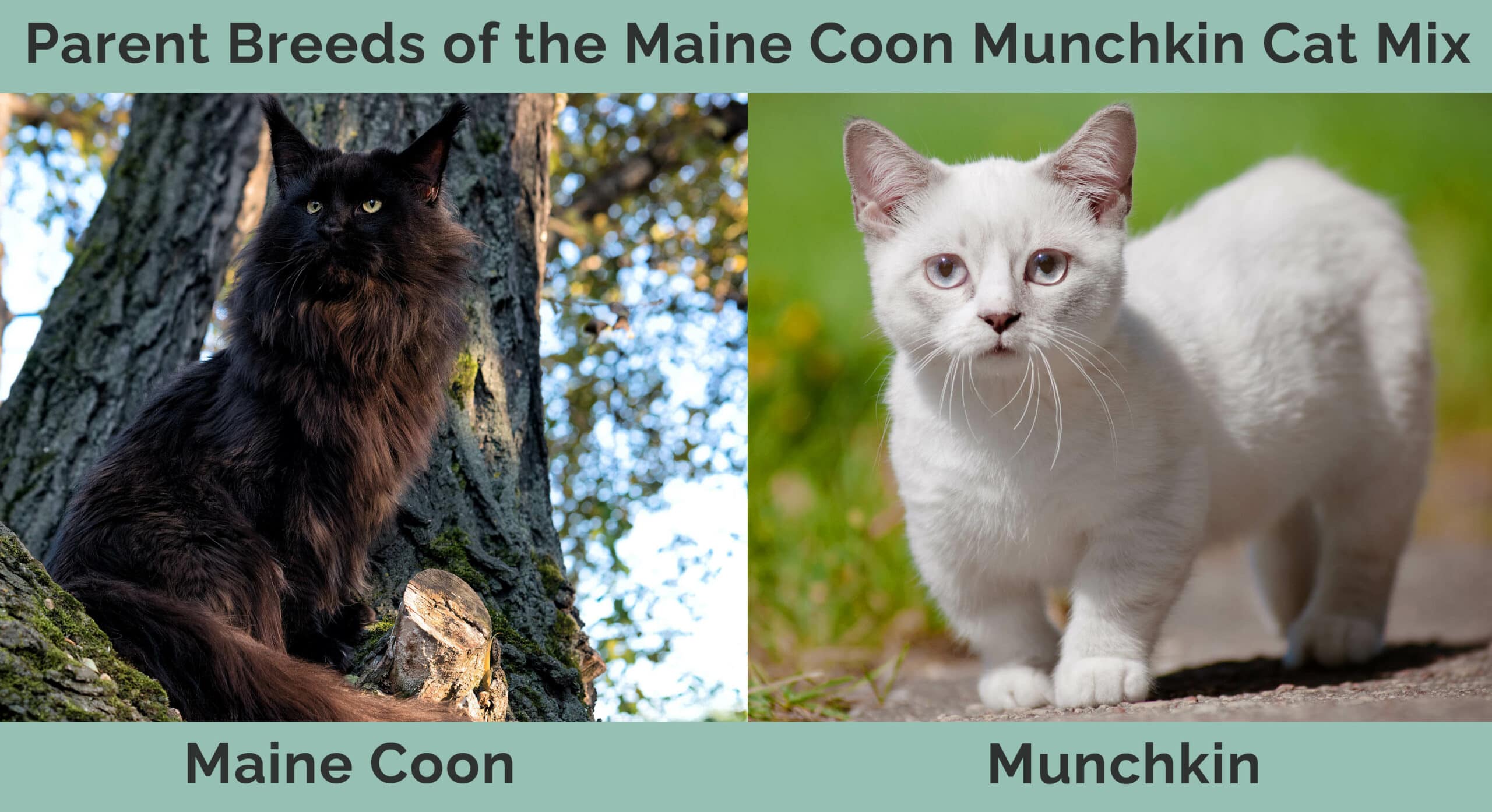 Maine Coon Munchkin Mix Pictures Temperament Personality And Traits Hepper