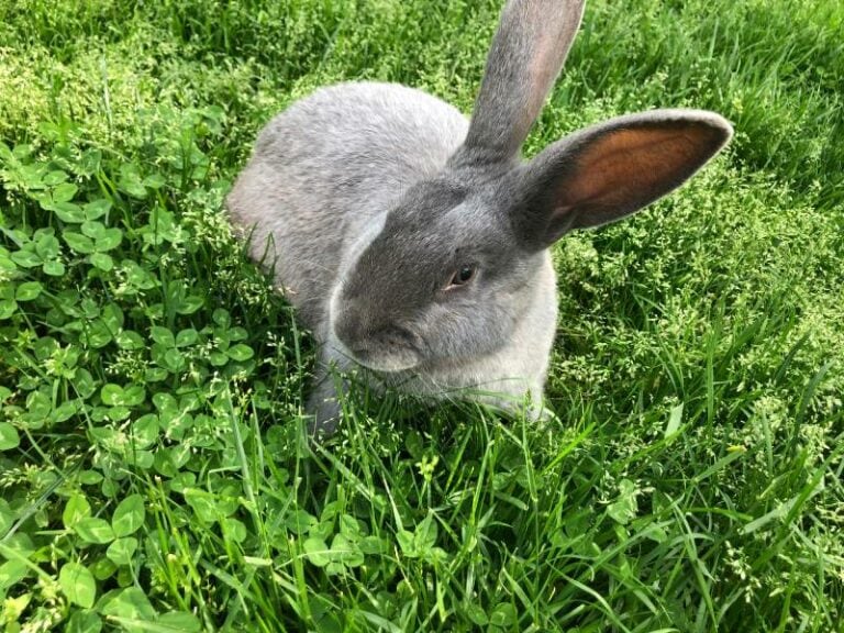 Silver Fox Rabbit: Info, Care, Diet, Pictures & More | Hepper
