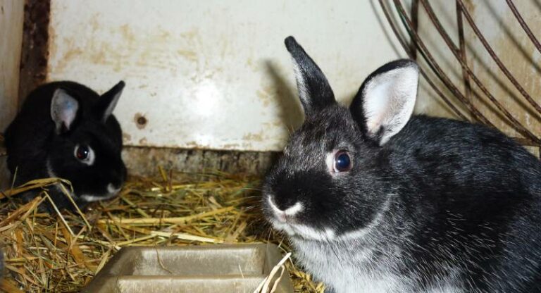 Silver Fox Rabbit: Info, Care, Diet, Pictures & More | Hepper