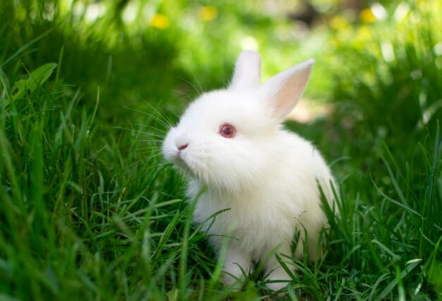 10 White Rabbit Breeds (With Info & Pictures) | Hepper