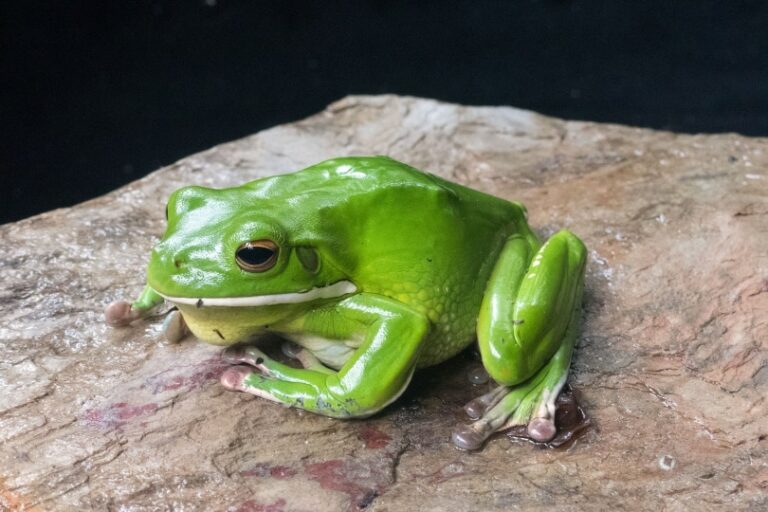 18 Types of Pet Frogs (With Info & Pictures) | Hepper