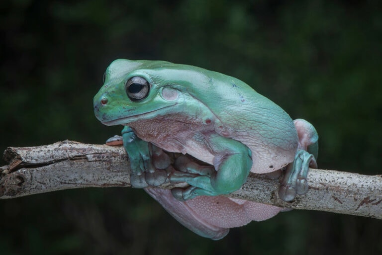 16 Types of Tree Frogs (With Pictures) | Hepper
